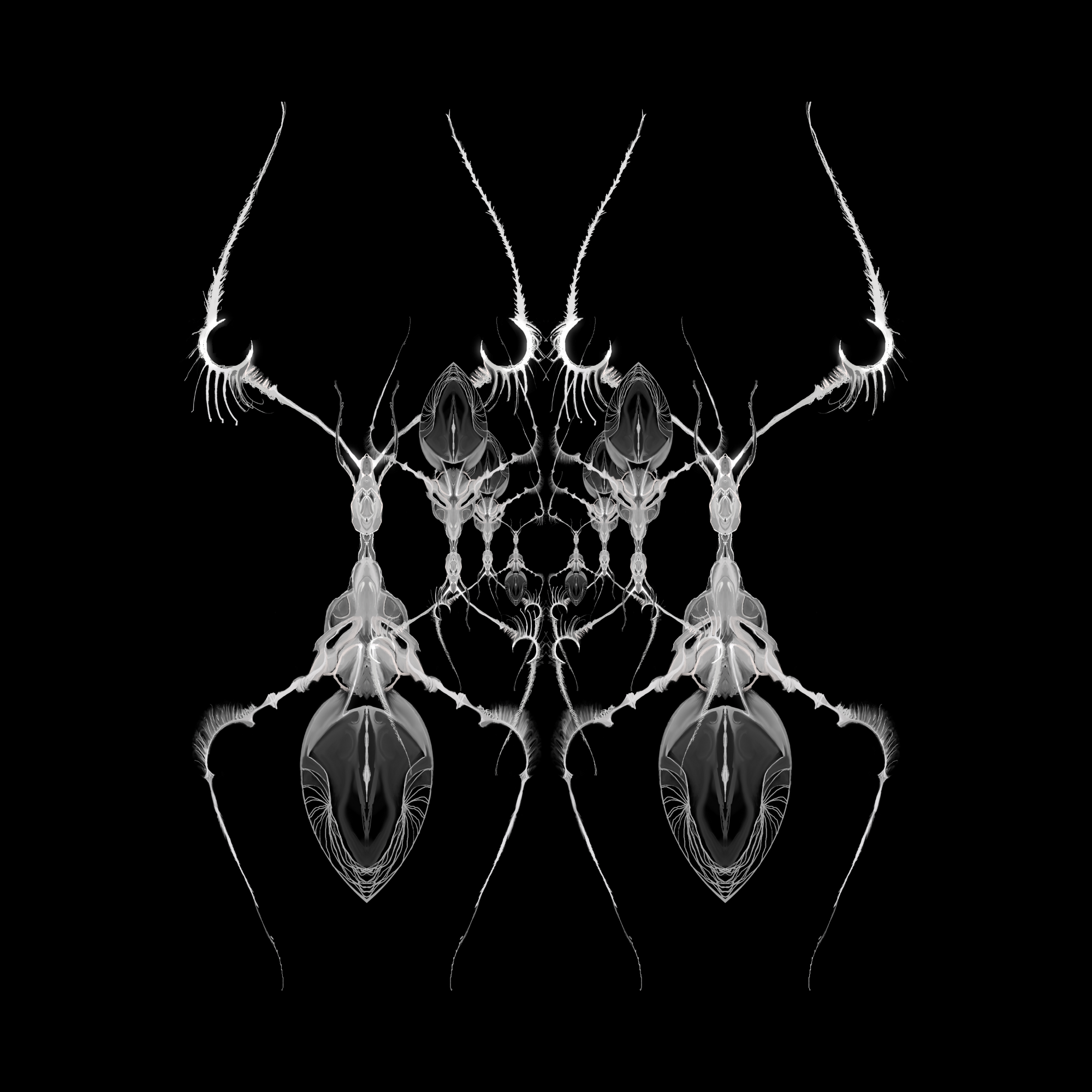 AntWeb – Signum Somnia