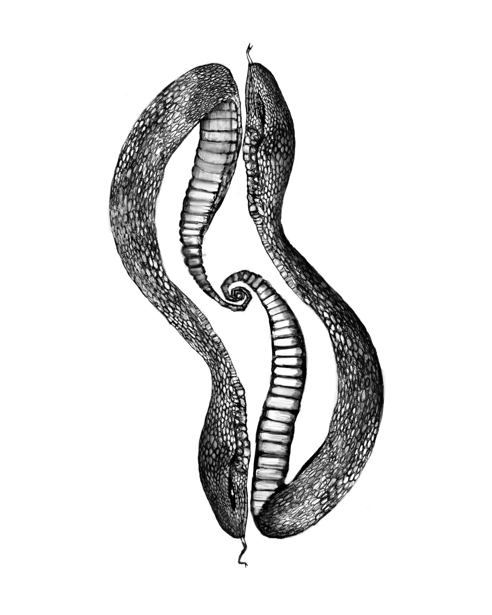 Snake Duo – Signum Somnia
